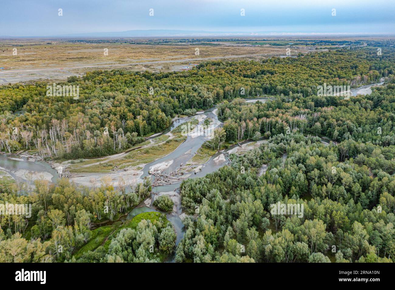 Aerial photo shows the early autumn scenery of birch tree forest in ...