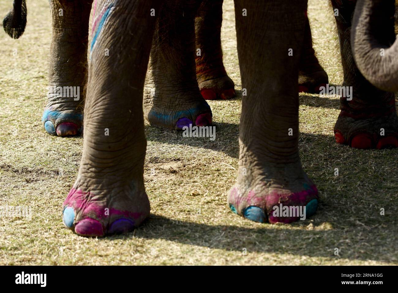 Suraha hi-res stock photography and images - Alamy
