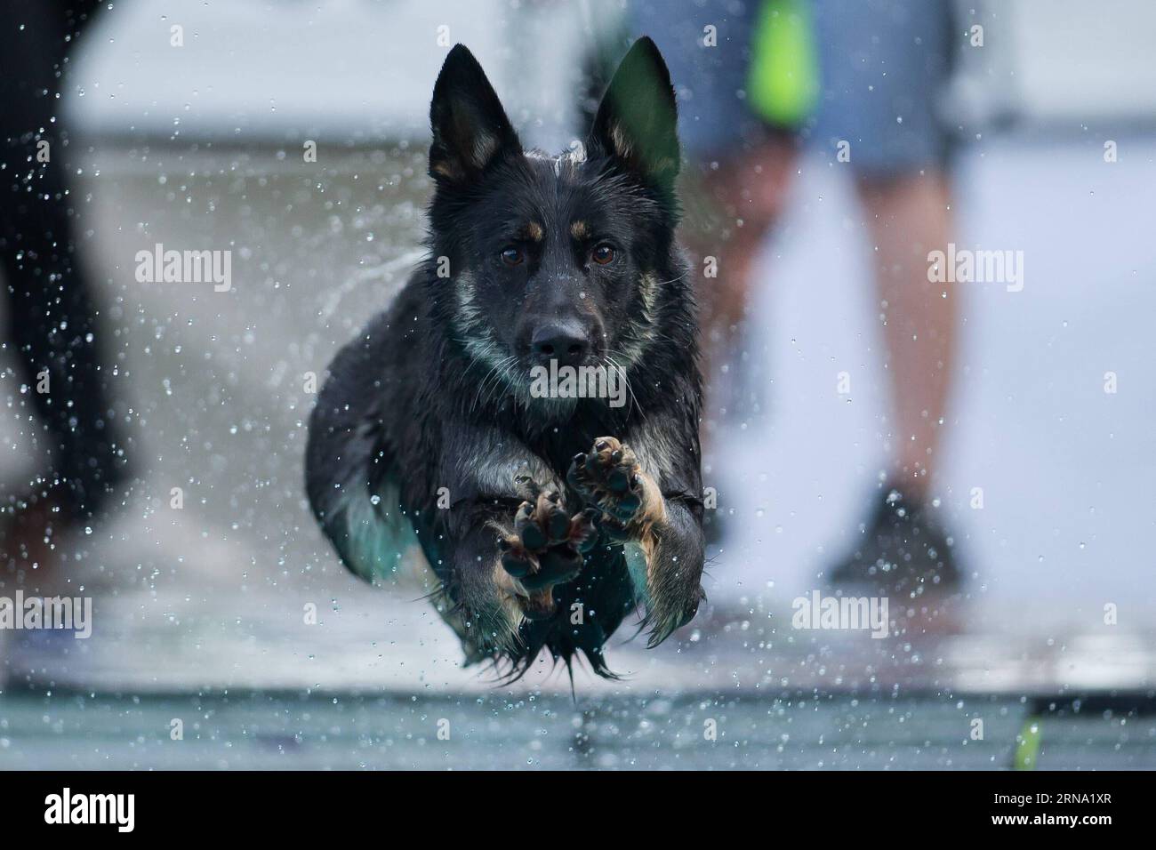 Photo taken on May 30, 2015, shows that a dog jumps into the pool ...