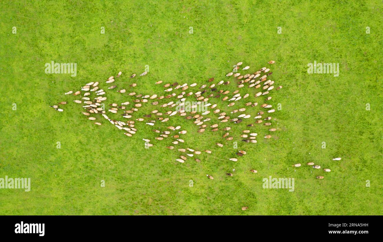 Aerial landscape shot farmer cattle hi-res stock photography and images ...
