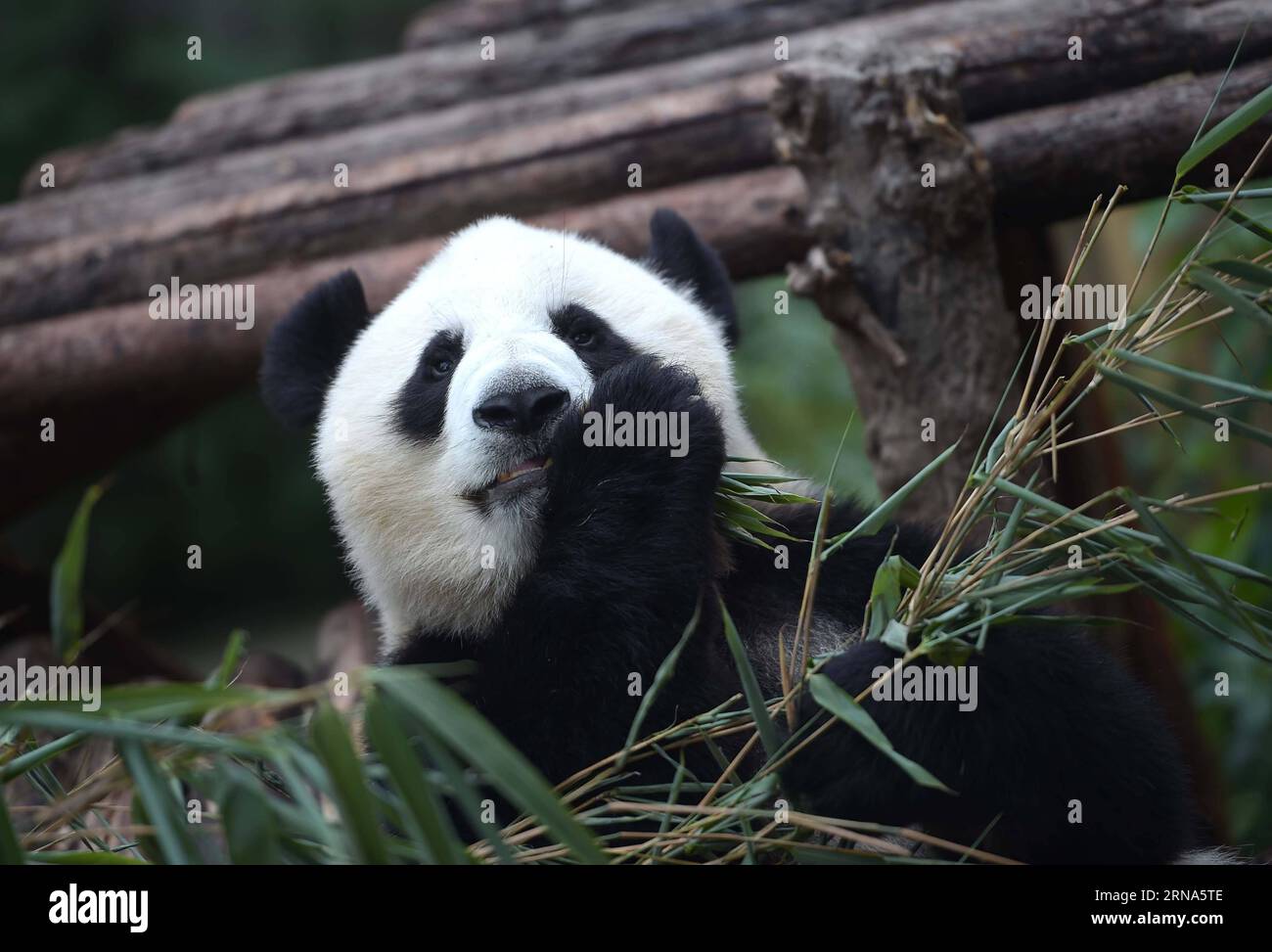 Panda br hi-res stock photography and images - Alamy
