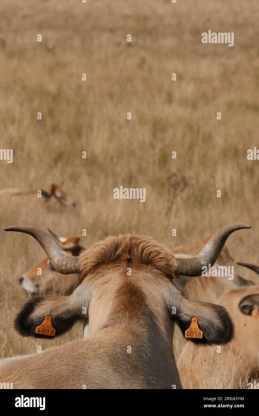 Aubrac cows in the countryside of Lozere surrounded by nature in the ...