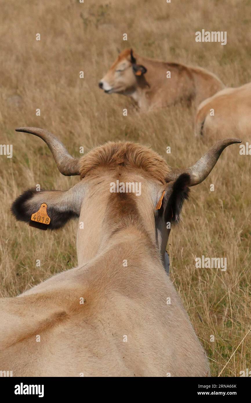 Aubrac cows in the countryside of Lozere surrounded by nature in the ...
