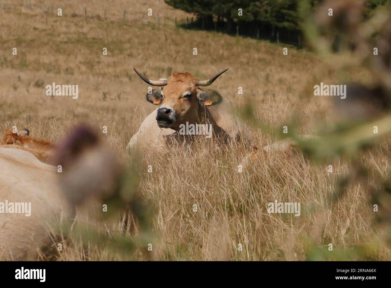 Aubrac cows in the countryside of Lozere surrounded by nature in the ...