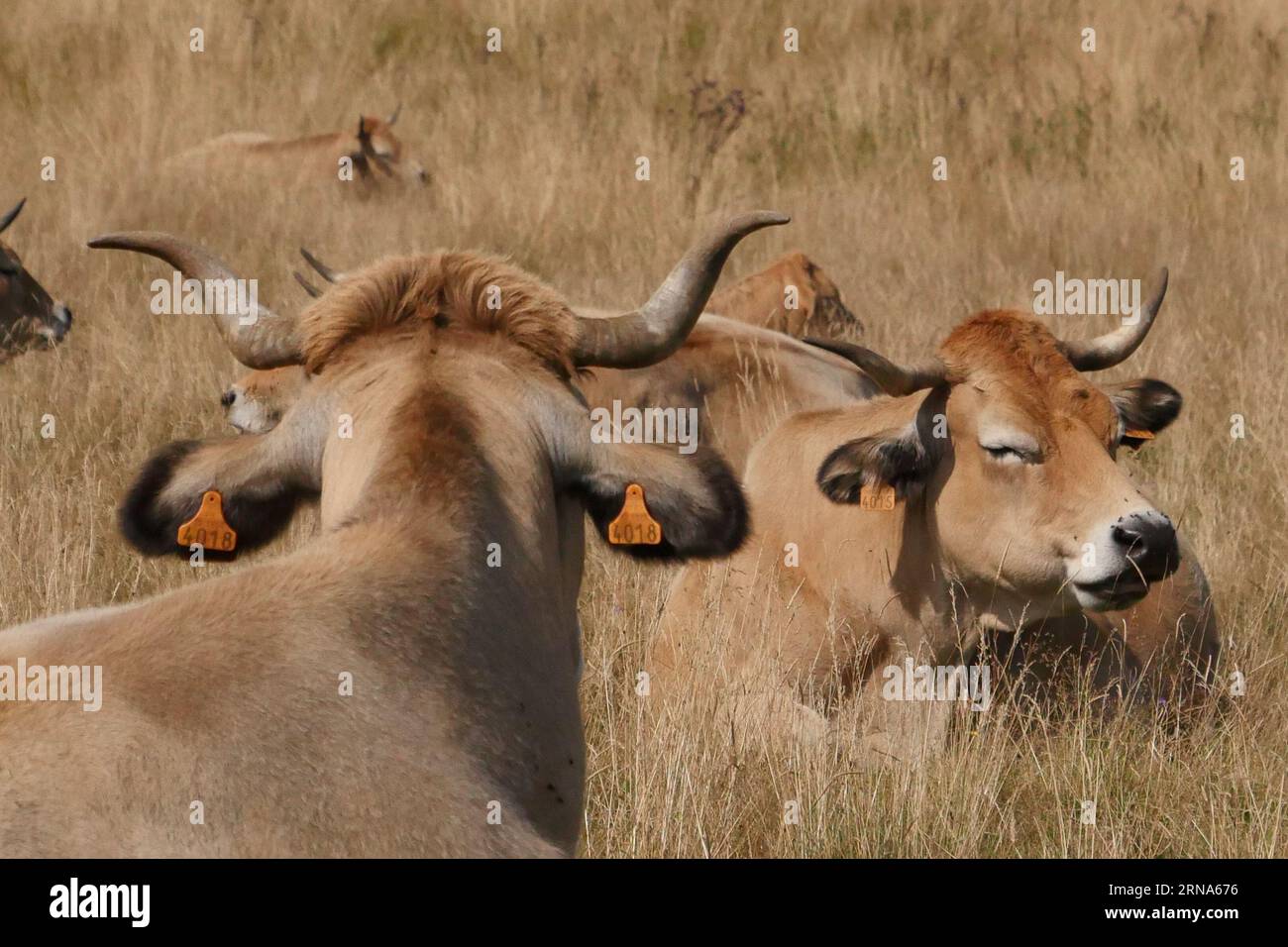 Aubrac cows in the countryside of Lozere surrounded by nature in the ...