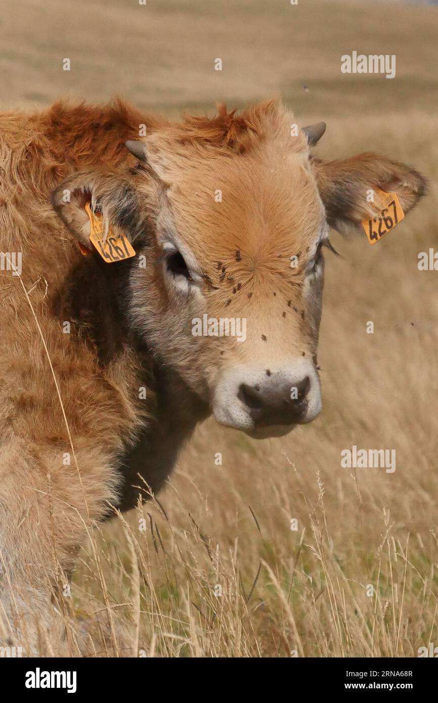 Aubrac cows in the countryside of Lozere surrounded by nature in the ...