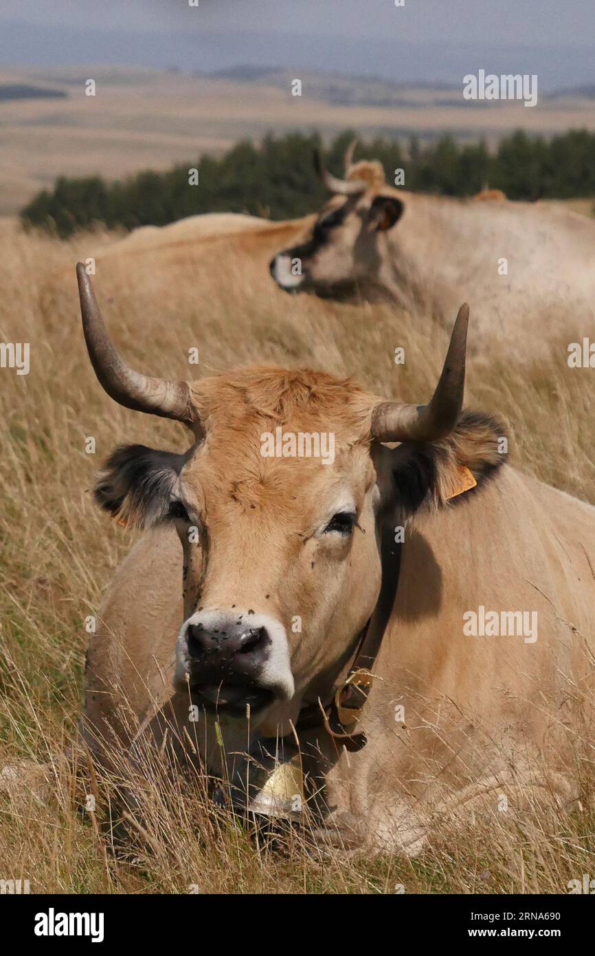 Aubrac cows in the countryside of Lozere surrounded by nature in the ...
