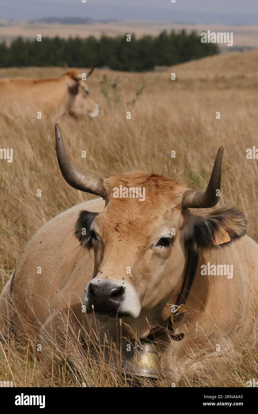 Aubrac cows in the countryside of Lozere surrounded by nature in the ...