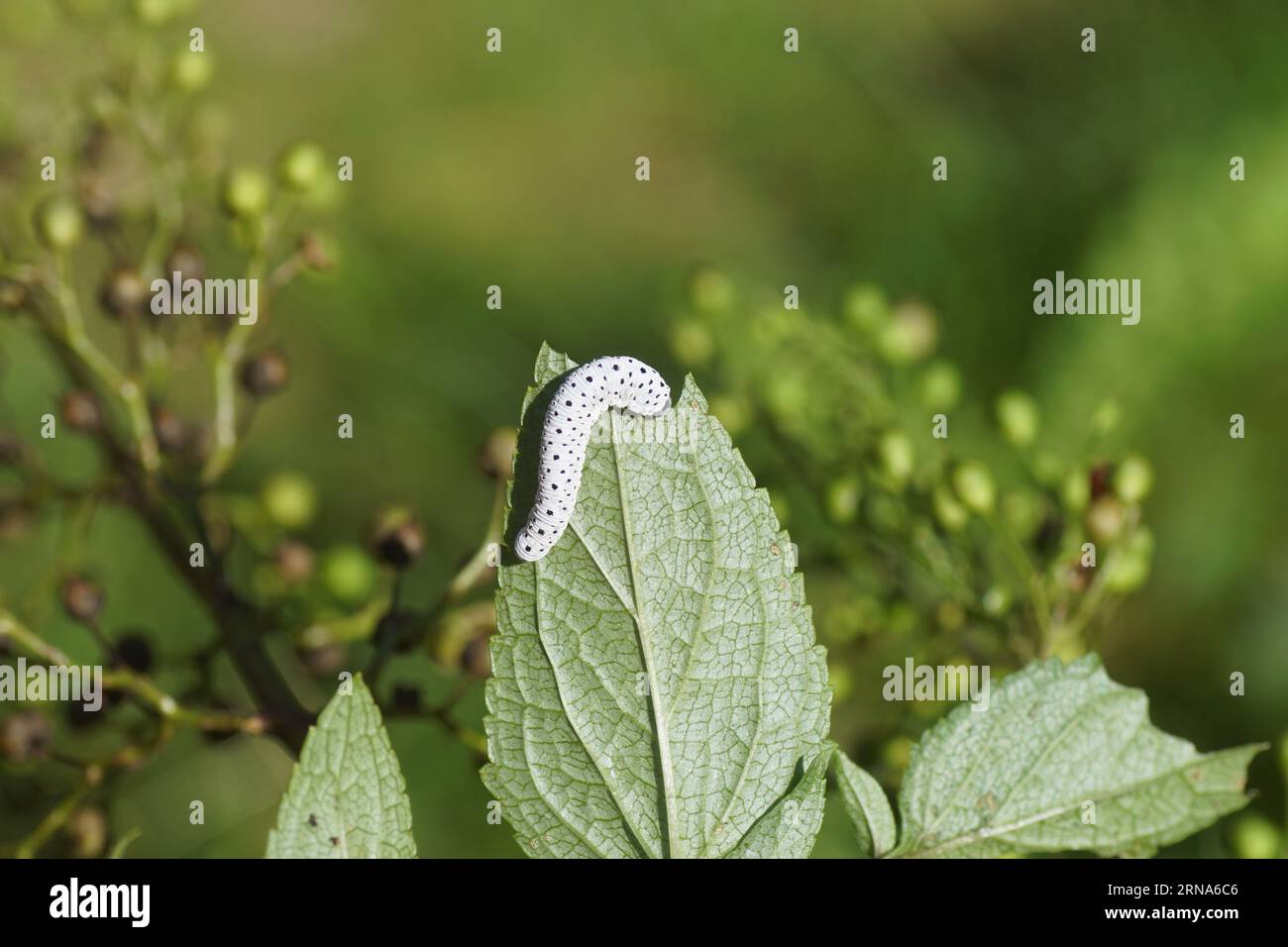 Larva Figwort Sawfly (Tenthredo scrophulariae), family Common sawflies ...