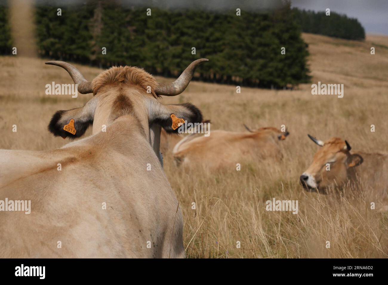 Aubrac cows in the countryside of Lozere surrounded by nature in the ...