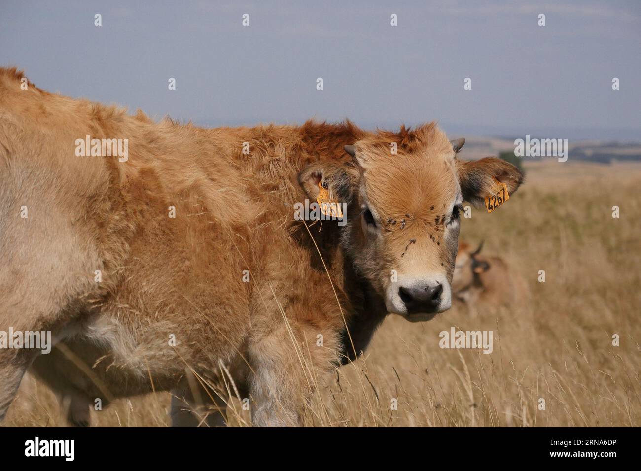 Aubrac cows in the countryside of Lozere surrounded by nature in the ...