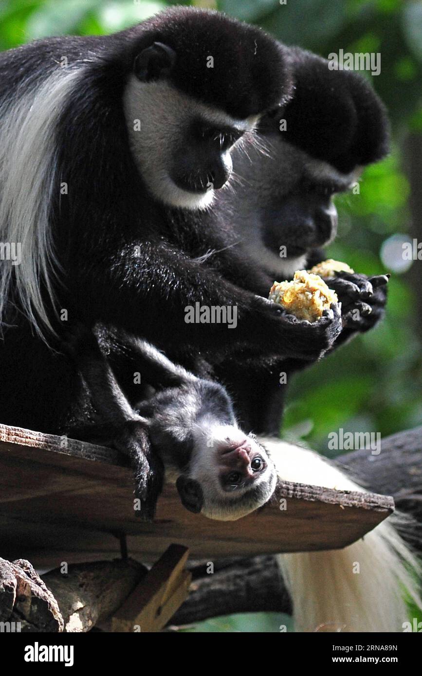 SHANGHAI, Jan. 12, 2016 - -- A baby eastern black & white colobus ...