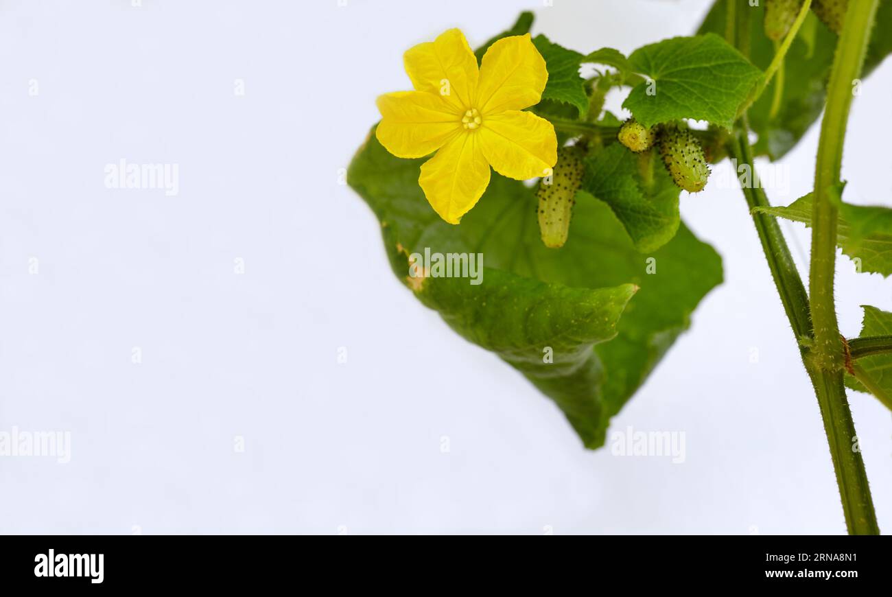 Natural cucumber grows in a greenhouse. Growing fresh vegetables in a ...