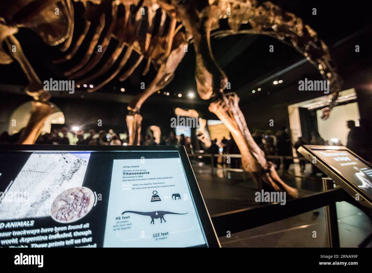 Titanosaur skeleton hi-res stock photography and images - Alamy