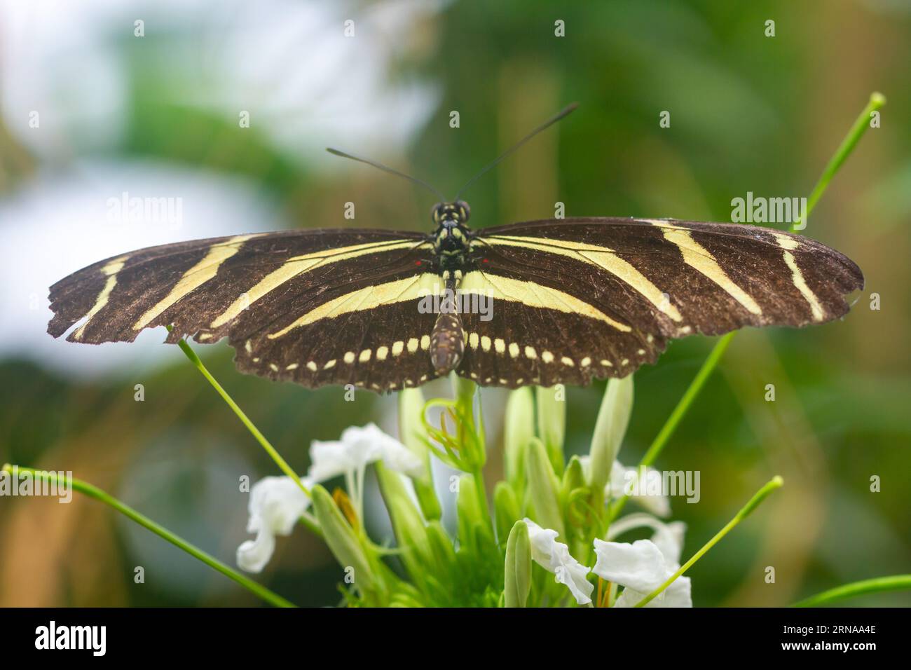 Zebra Longwing butterfly, Heliconius charithonia Stock Photo - Alamy