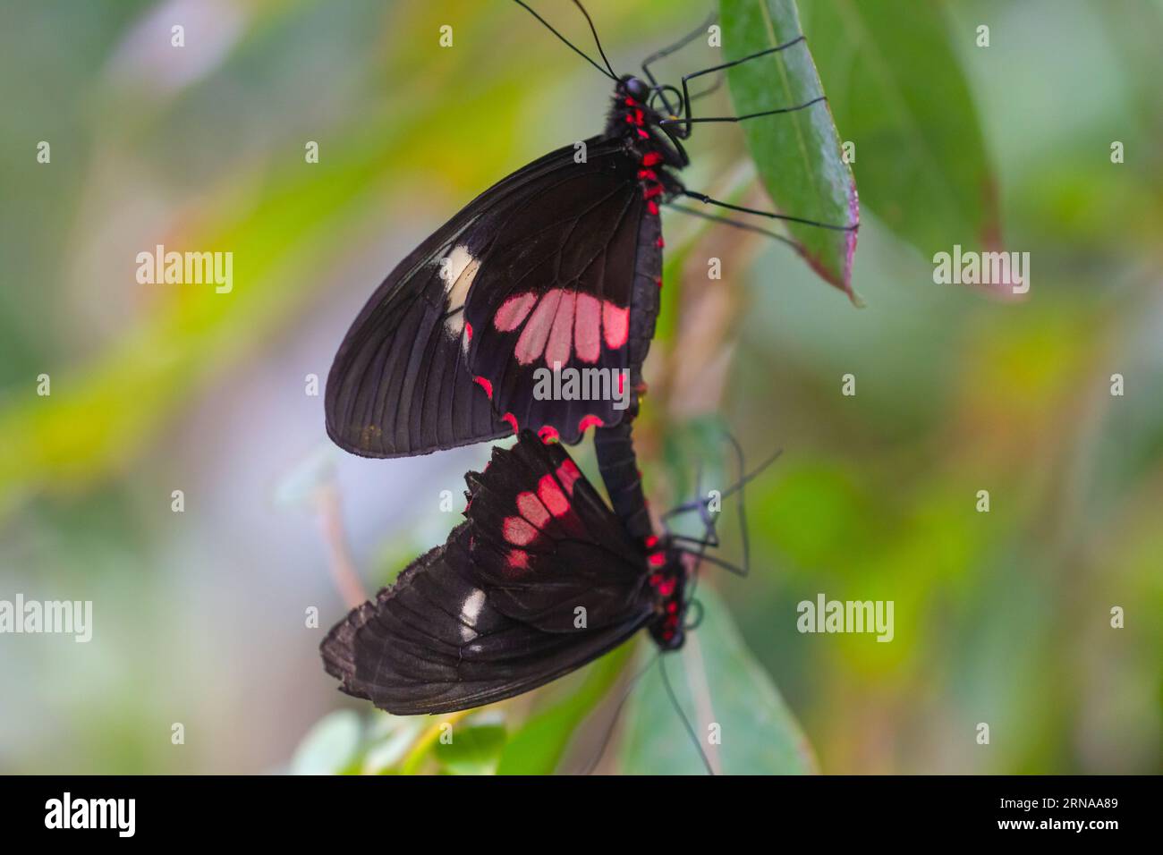 True cattleheart butterfly hi-res stock photography and images - Alamy