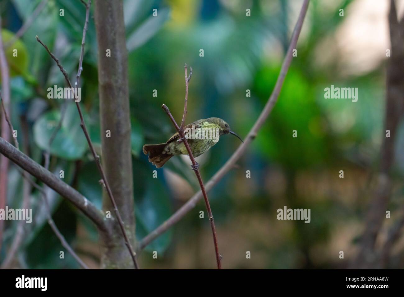 Amethyst sunbird hi-res stock photography and images - Alamy