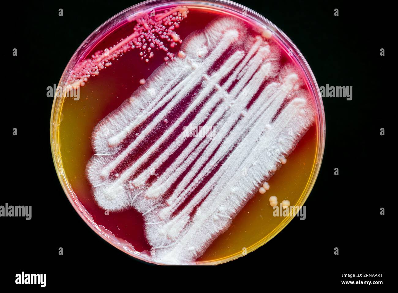 cultivation of mushroom mycelium for the industrial production of food ...