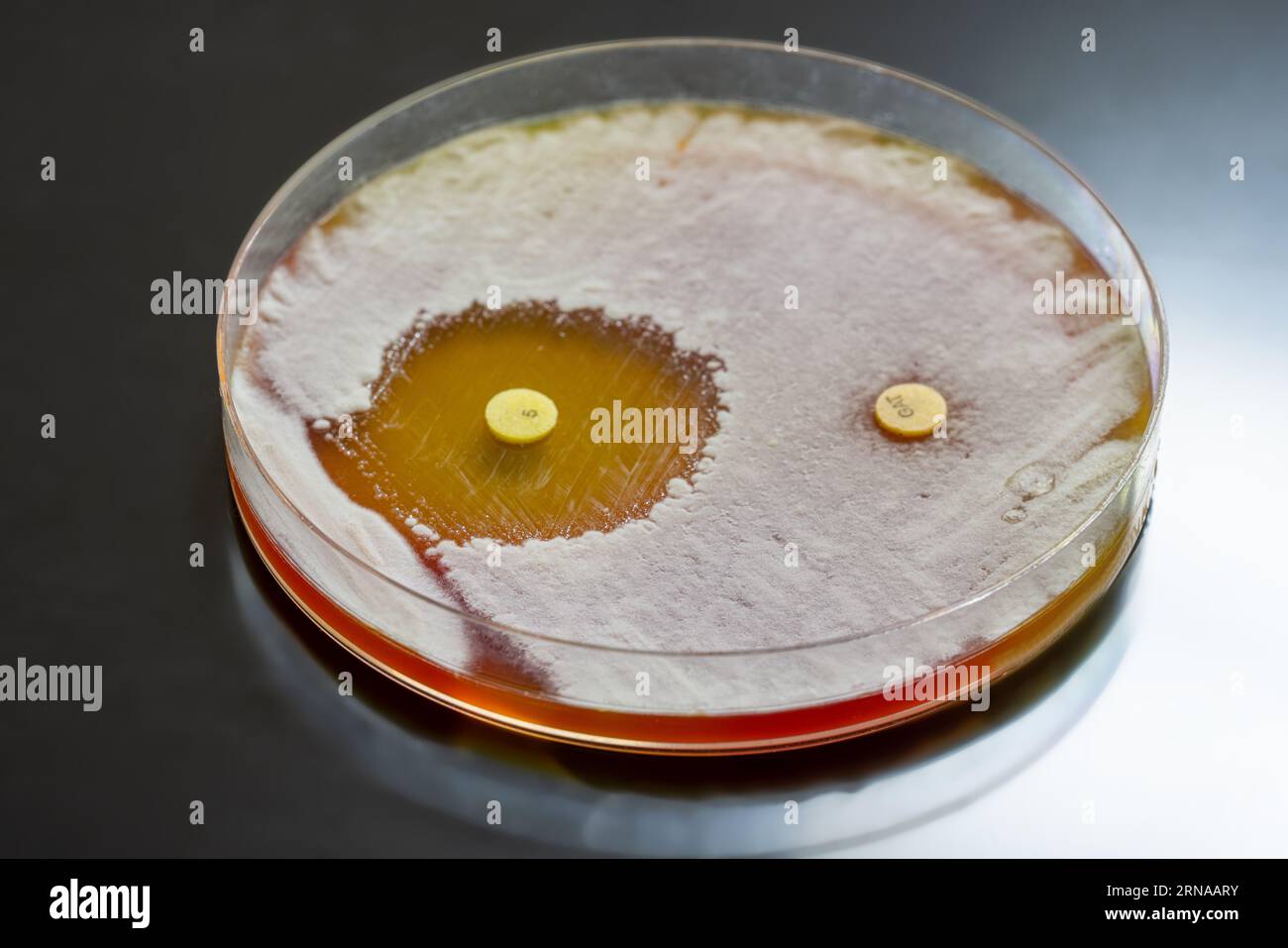 Antimicrobial resistance testing hi-res stock photography and images ...