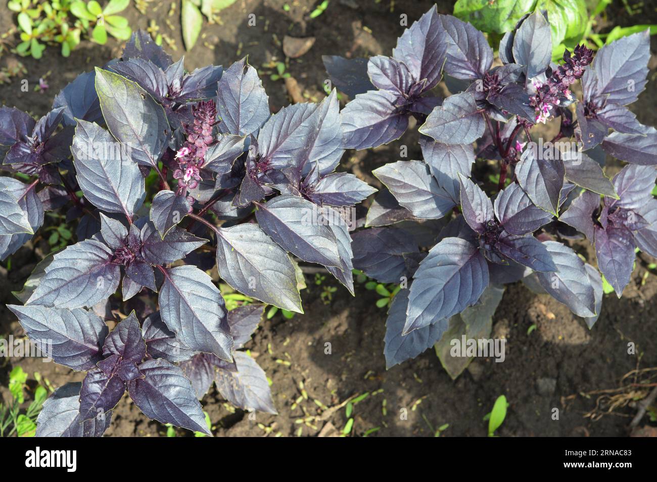 Growing purple dark opal basil. Purple basil plant or ocimum basilicum ...