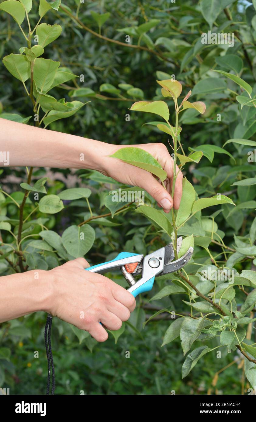How to prune pear trees in summer Stock Photo - Alamy