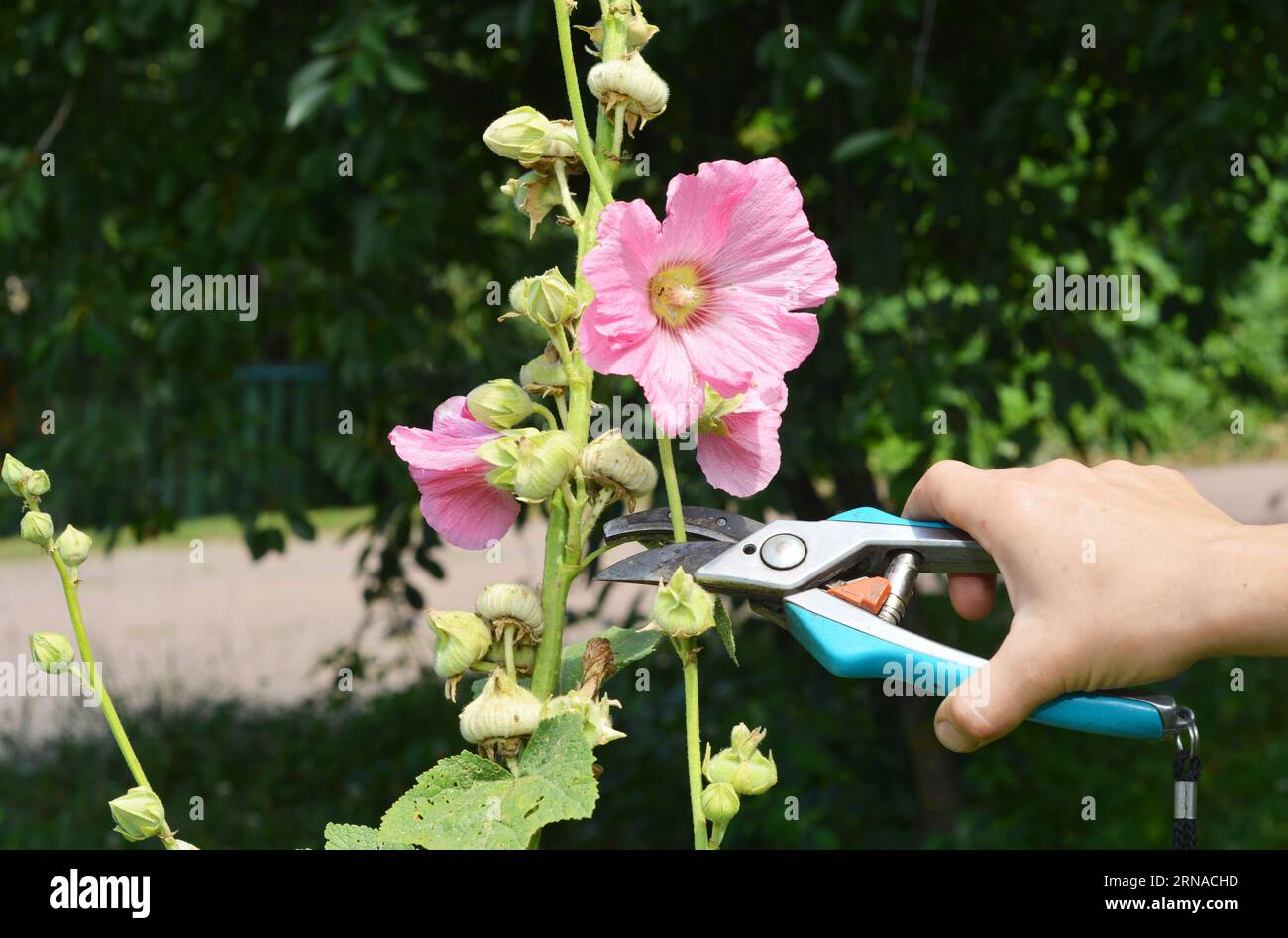 Deadhead regularly hi-res stock photography and images - Alamy