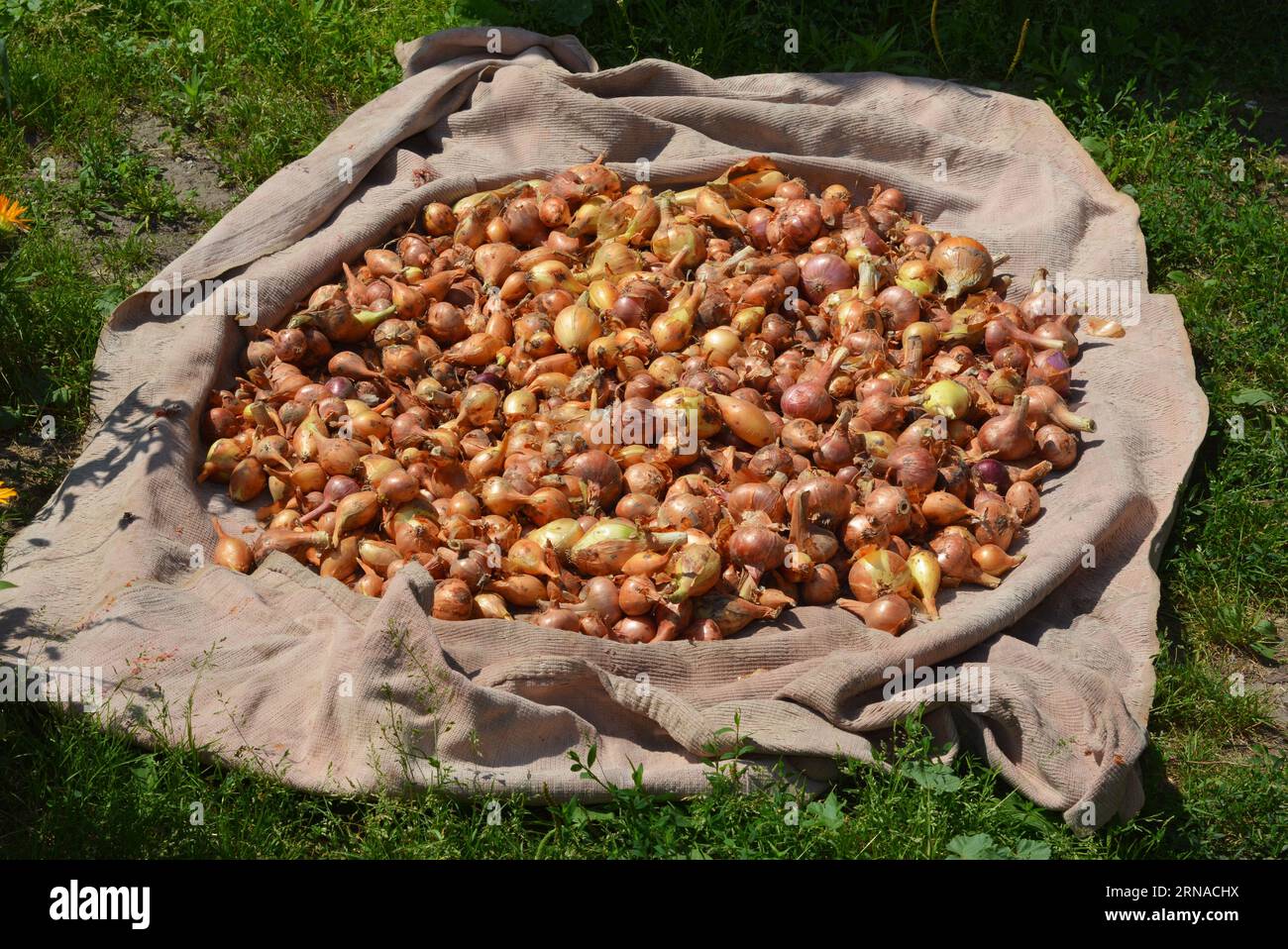 Harvesting, Curing, and Storing Onions. After harvesting, dry or cure ...