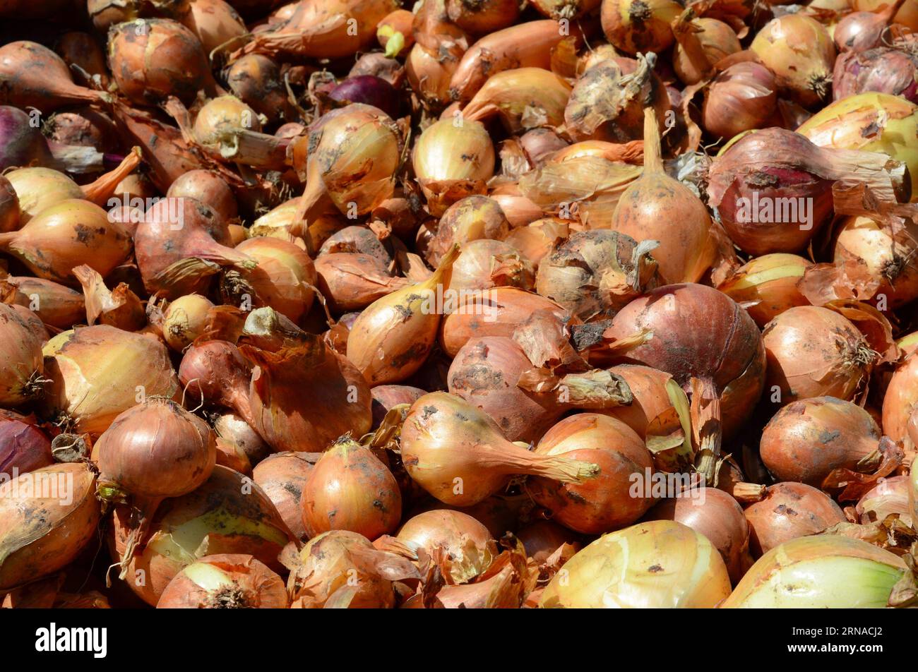 Drying, curing onions after harvesting textured background Stock Photo ...