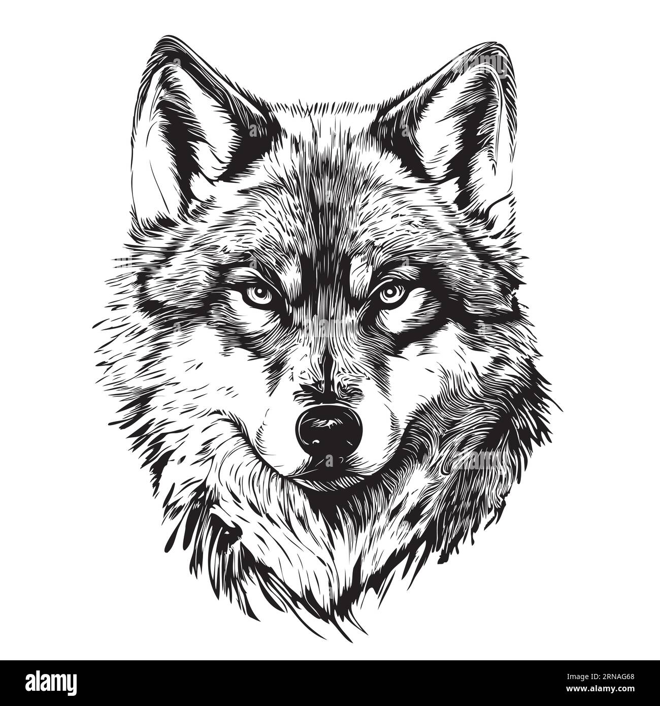 Wolf face realistic hand drawn sketch illustration Wild animals Stock ...