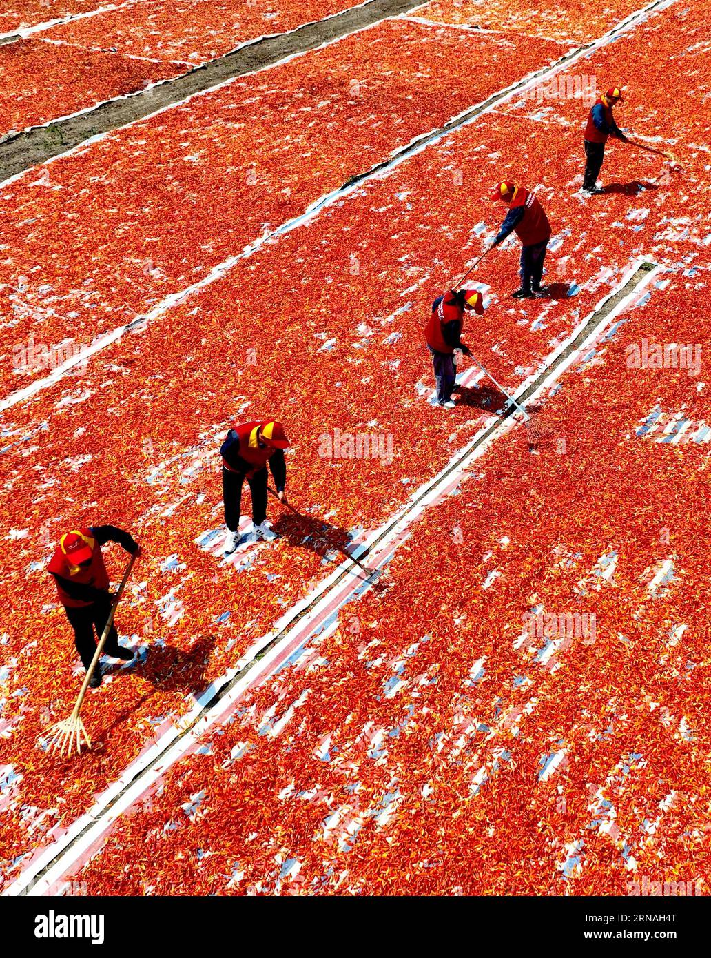 Aerial photo shows farmers drying red peppers in the sun in Bozhou City ...