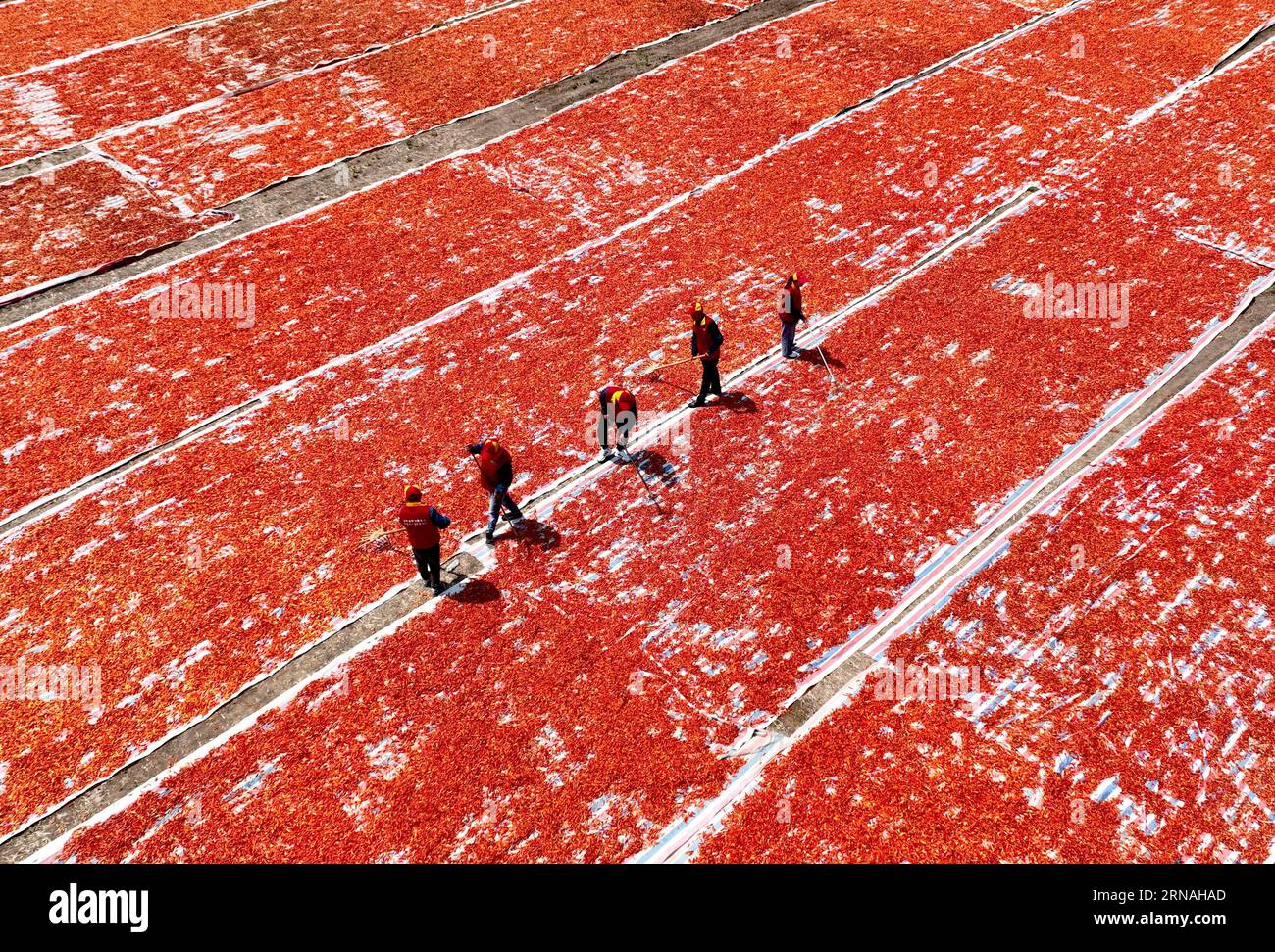 Aerial photo shows farmers drying red peppers in the sun in Bozhou City ...