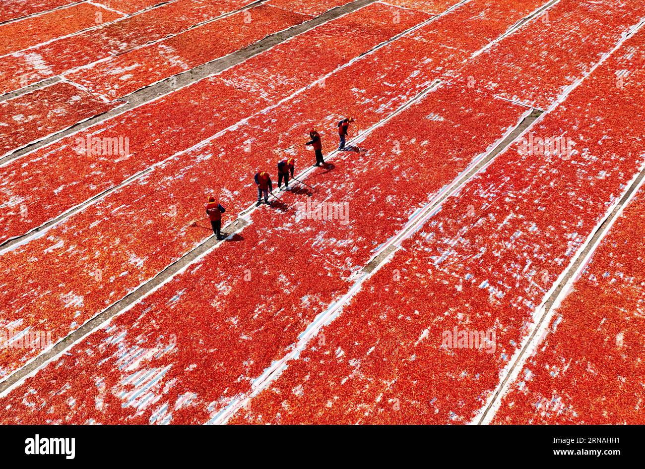 Aerial photo shows farmers drying red peppers in the sun in Bozhou City ...