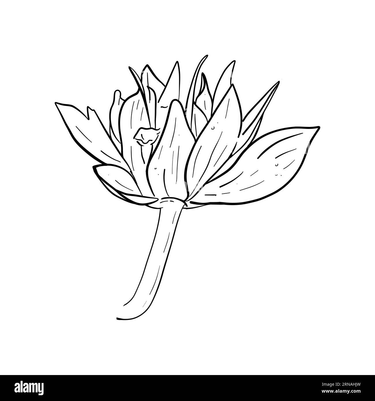 Vector, line illustration of hand drawn strawberry, strawberry or ...