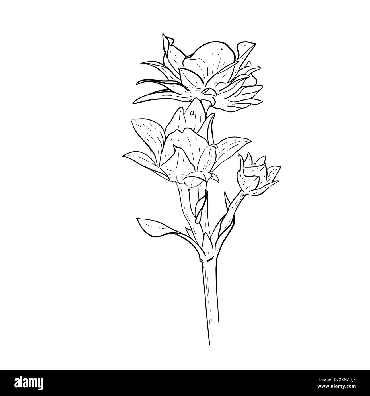 Vector floral elements of strawberry flowers and leaves. Hand drawn ...