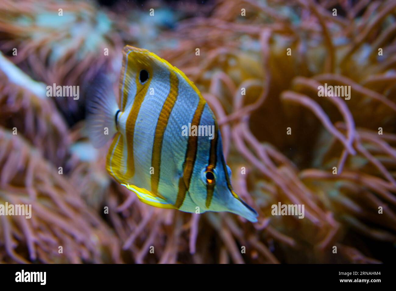 Copperband butterflyfish from the red sea from egypt. High quality ...