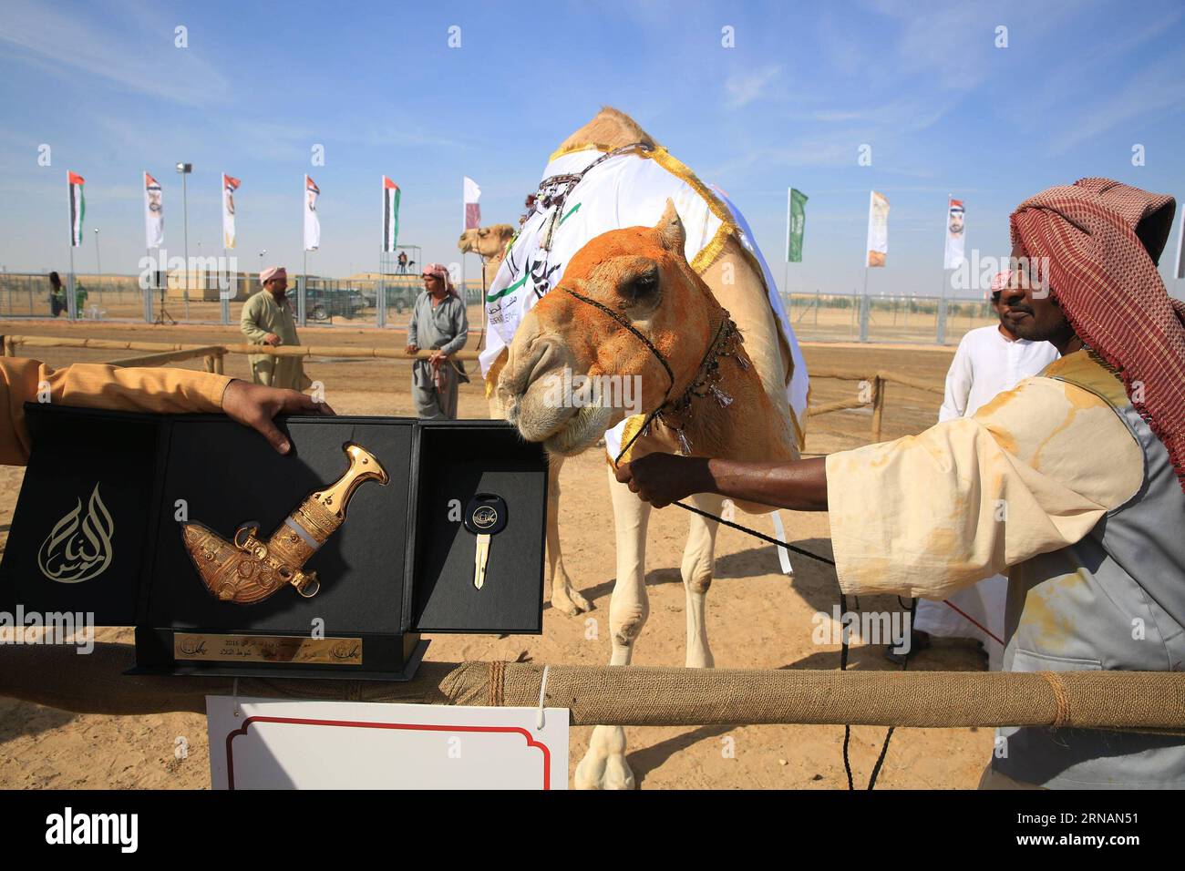 Prize camel hi-res stock photography and images - Alamy