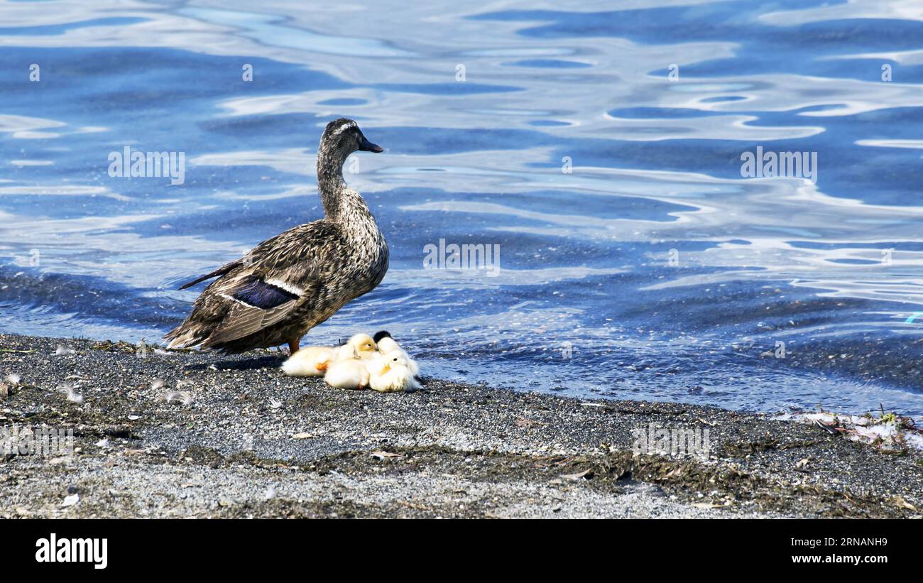 On the shores of the lake, a mother duck checks on her cubs, which are ...