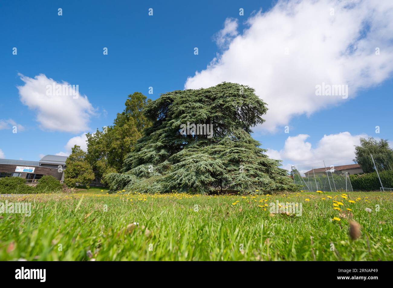Magnificent cedar tree hi-res stock photography and images - Alamy