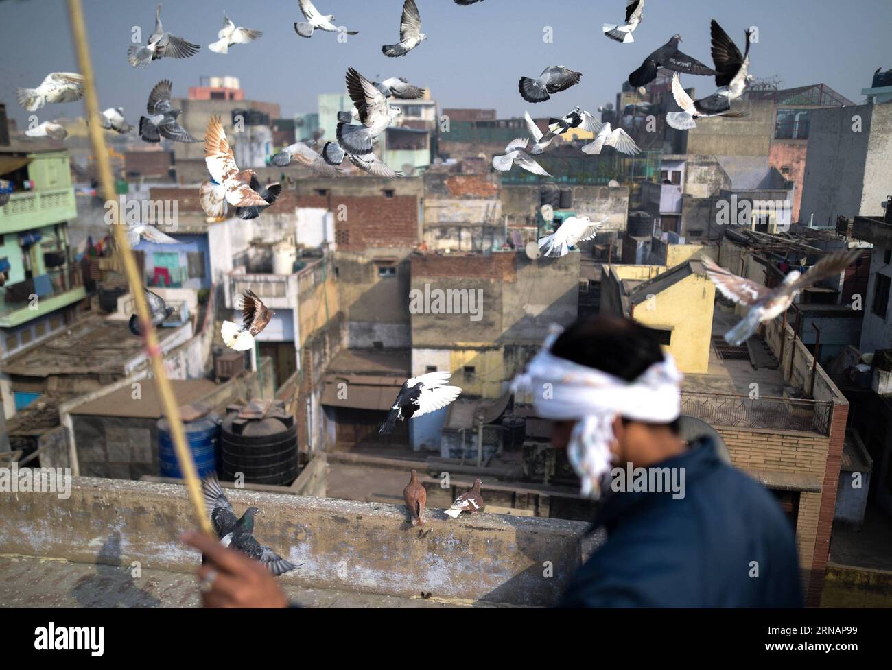 Pigeon team hi-res stock photography and images - Alamy