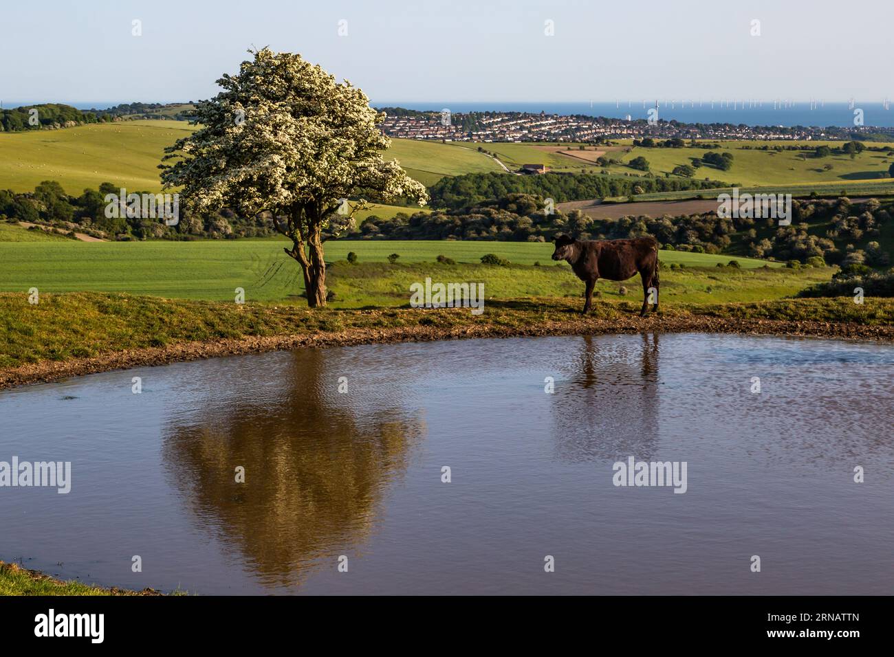 A dew pond on Ditchling Beacon in SUssex on a spring evening, with a ...