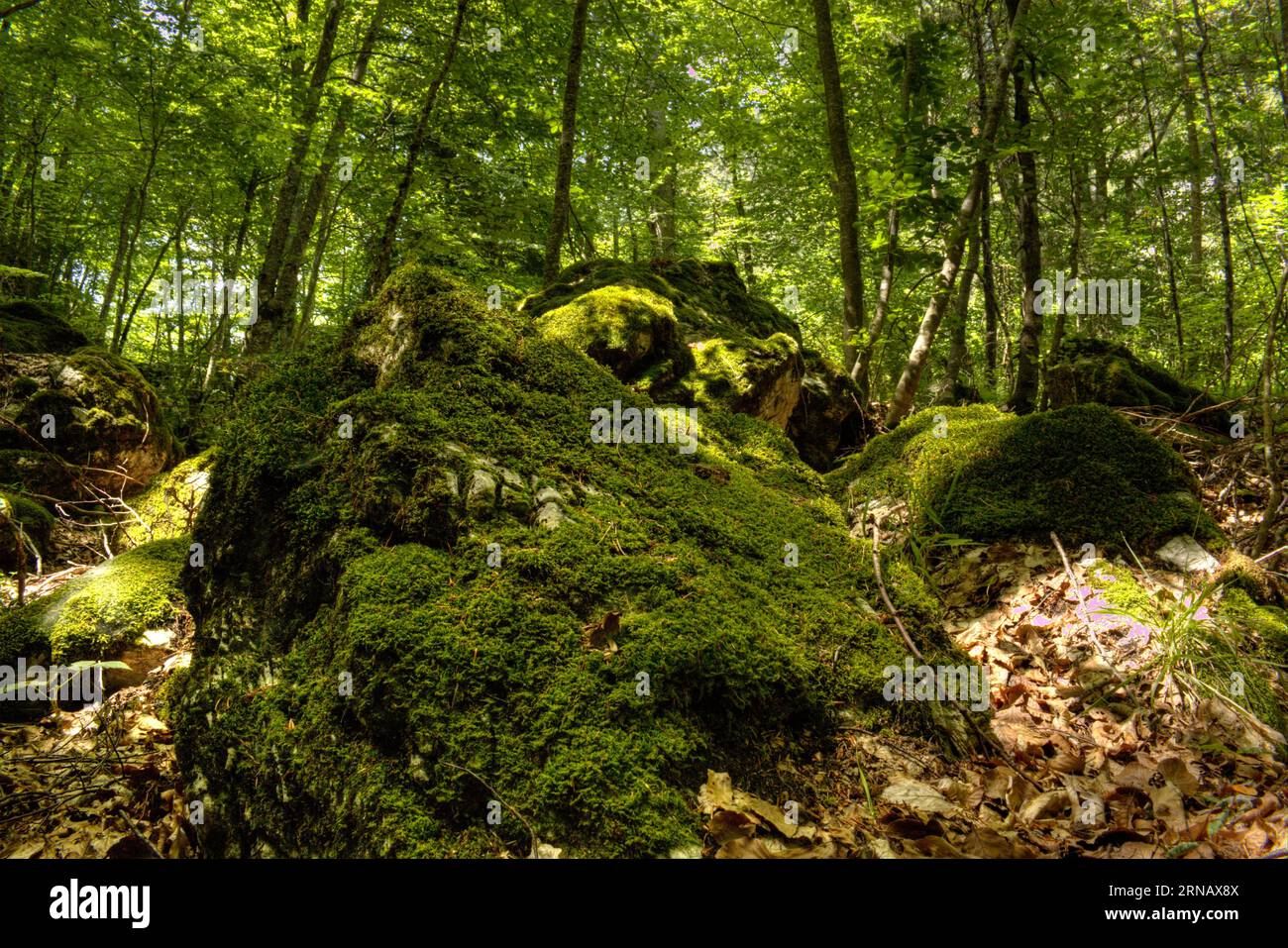 A scenic view of mossy rocks in a green forest at the slopes of ...