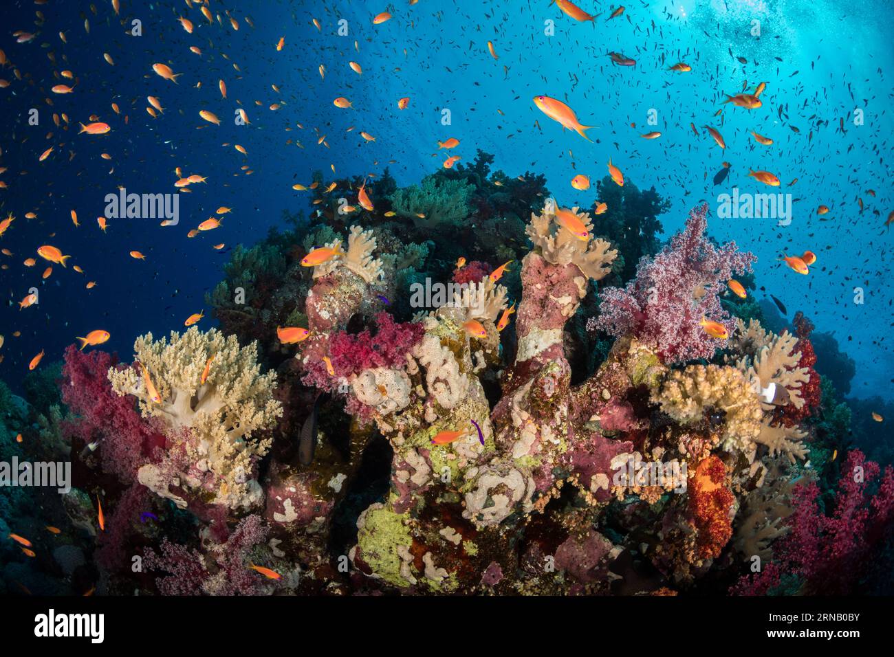 Colourful soft corals in the southern Red Sea, Egypt Stock Photo - Alamy