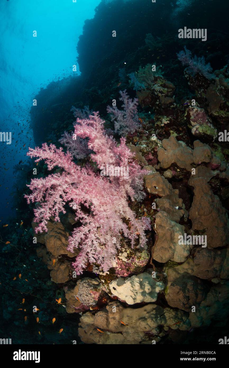 Gota soraya divesite hi-res stock photography and images - Alamy