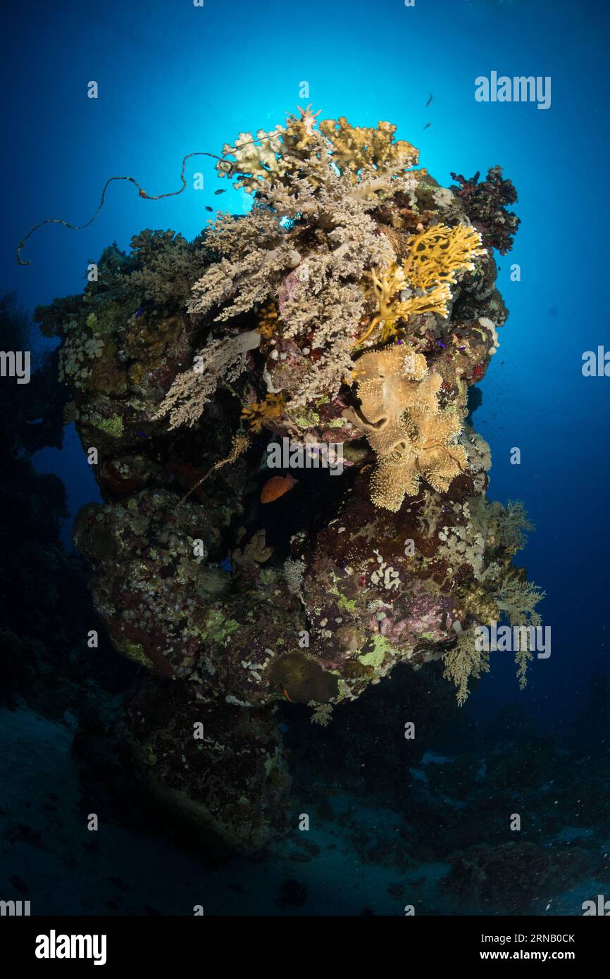 Corals in the southern Red Sea, Egypt Stock Photo - Alamy