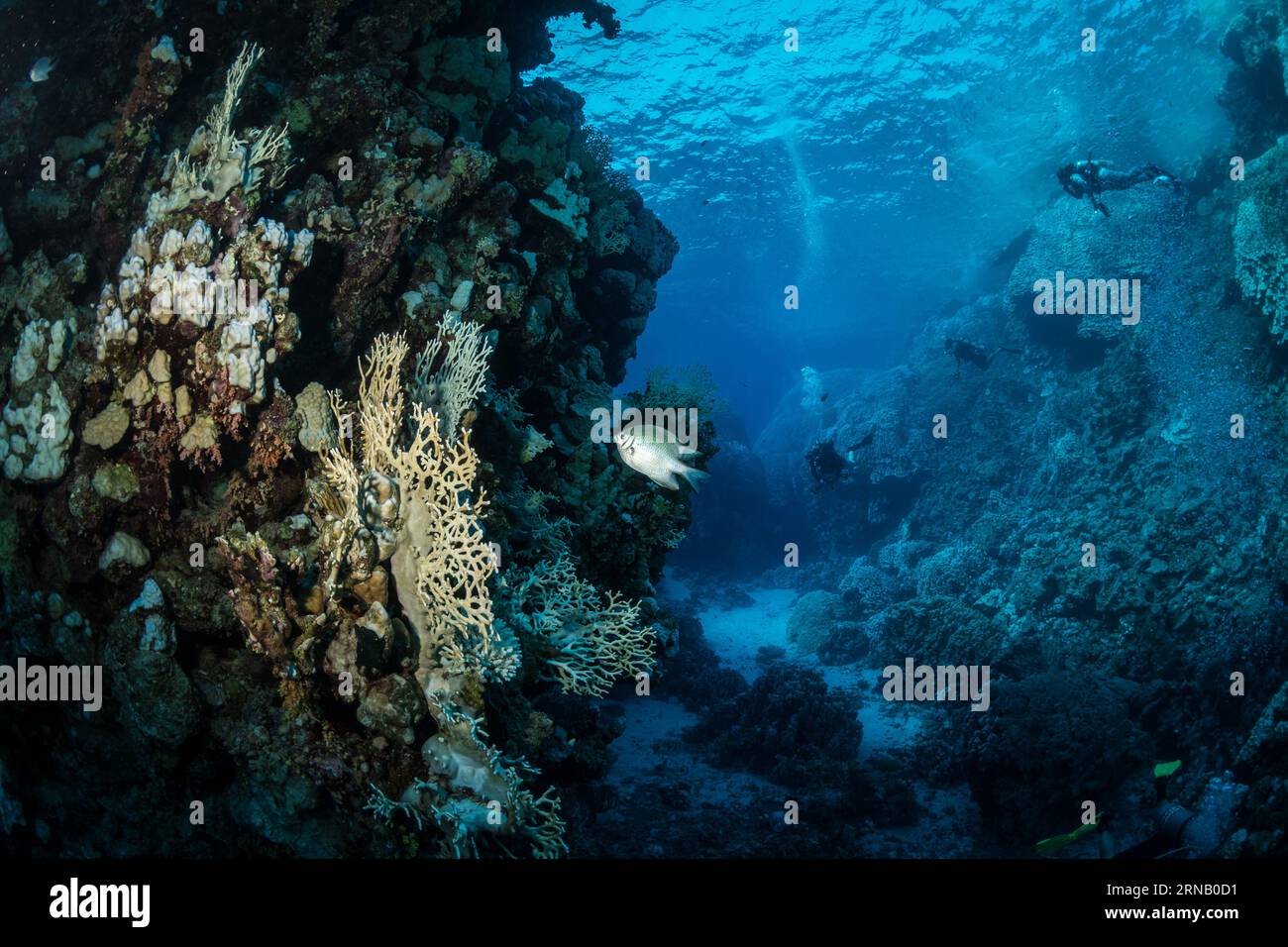 Corals in the southern Red Sea, Egypt Stock Photo - Alamy
