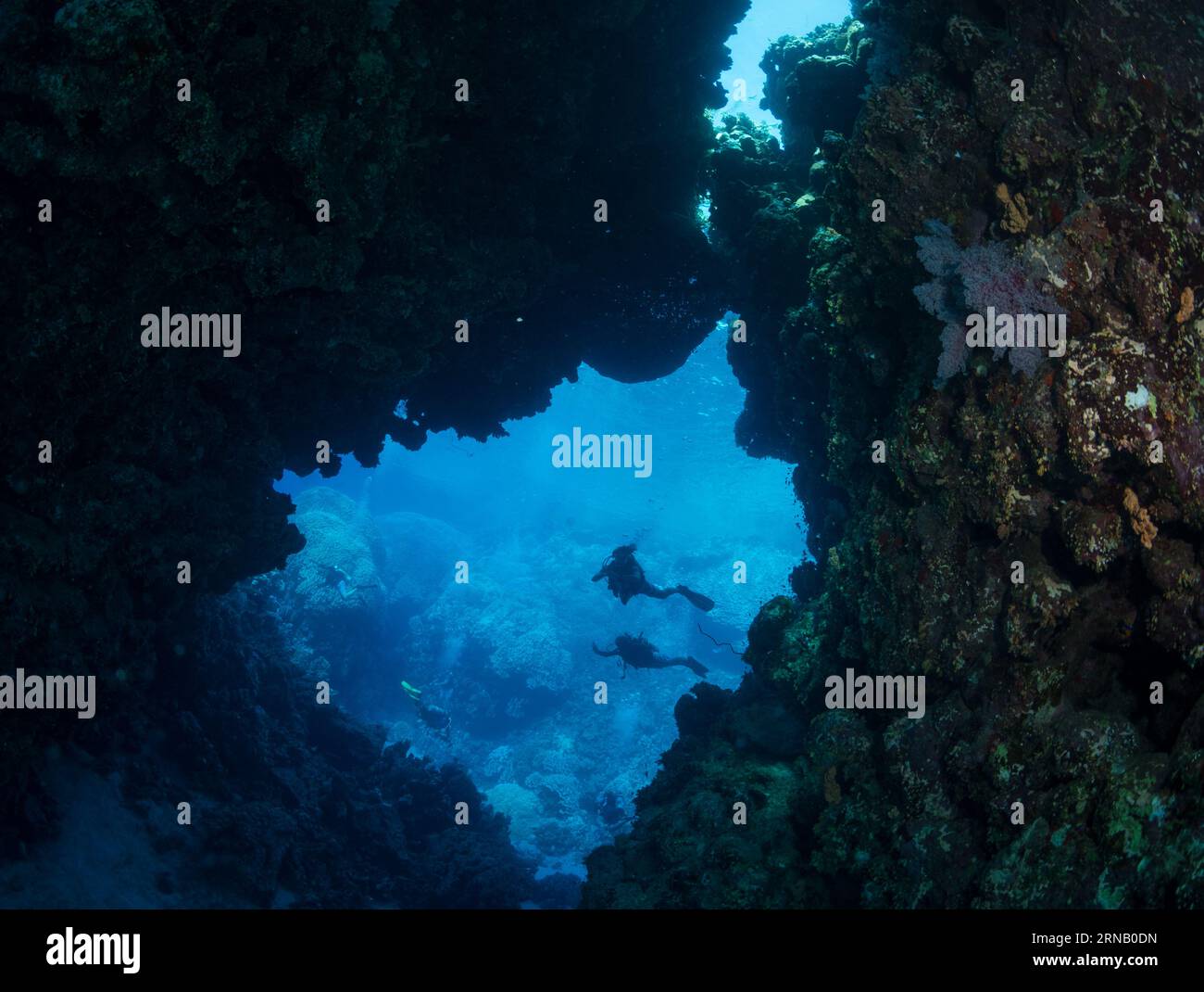 Divers explore St John's Caves in the southern Red Sea, Egypt Stock ...