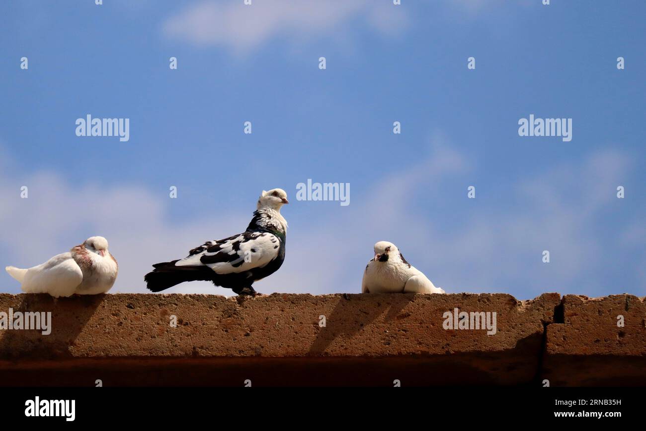 Breed doves are seated on the edge of an old roof. A beautiful black ...