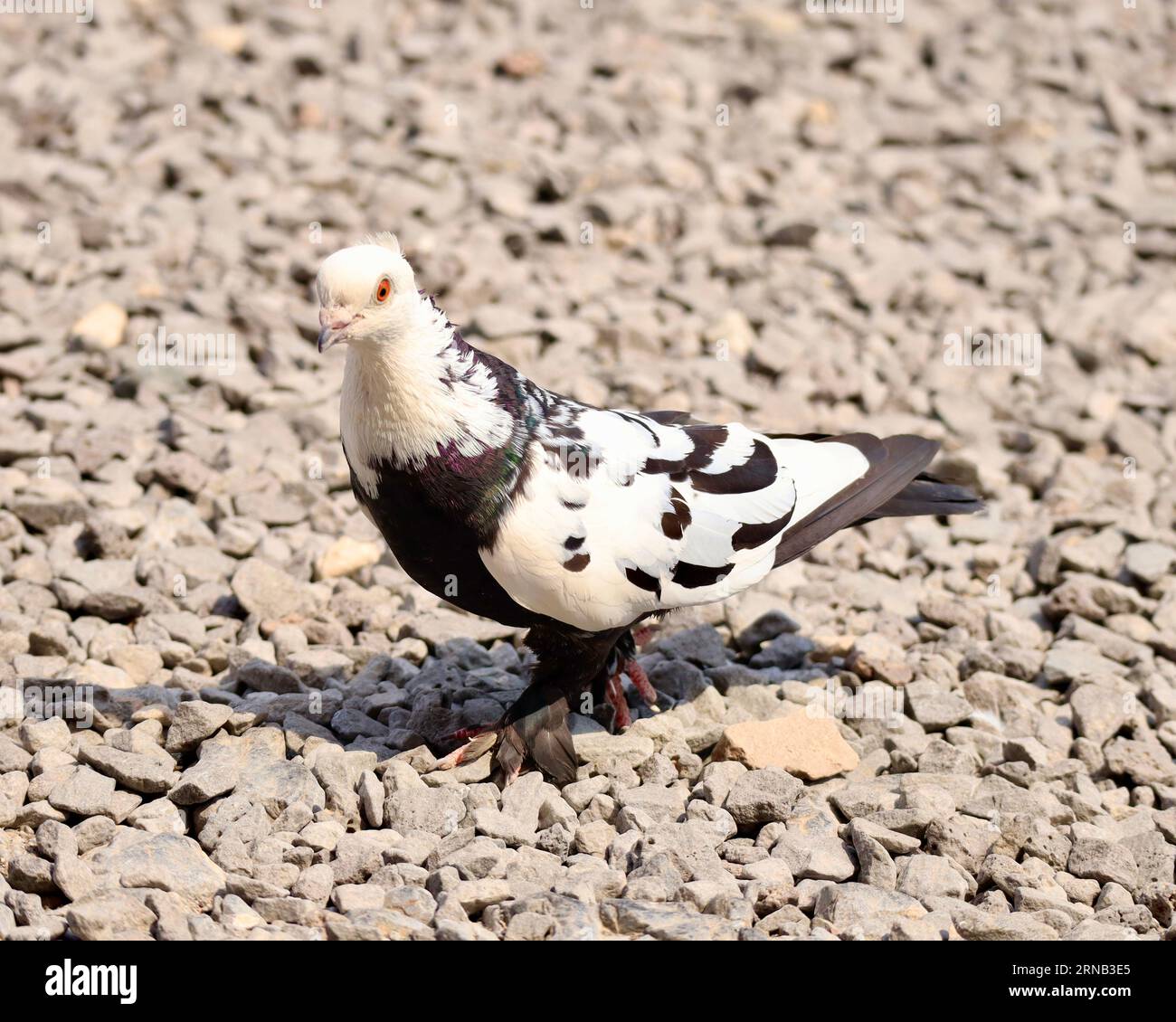Dove stands hi-res stock photography and images - Alamy