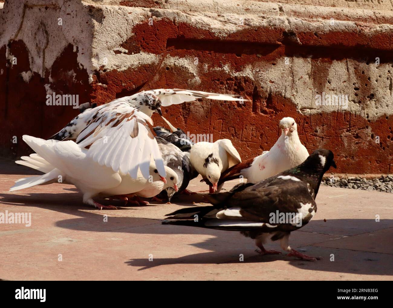 Breed doves gathered near an old wall on the ground. Several doves peak ...