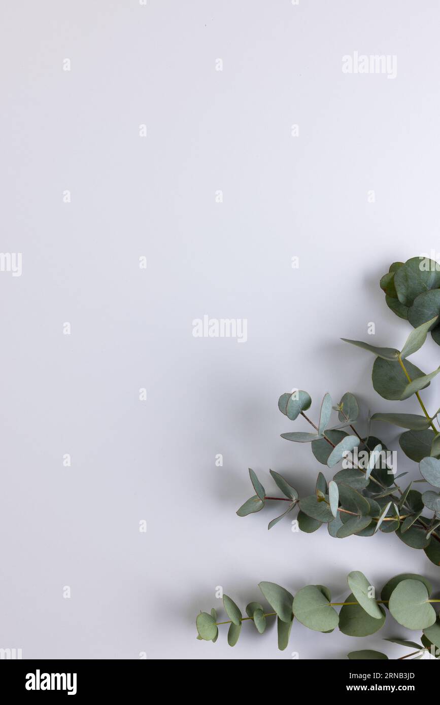 Vertical image of green plant twigs with leaves and copy space on white ...